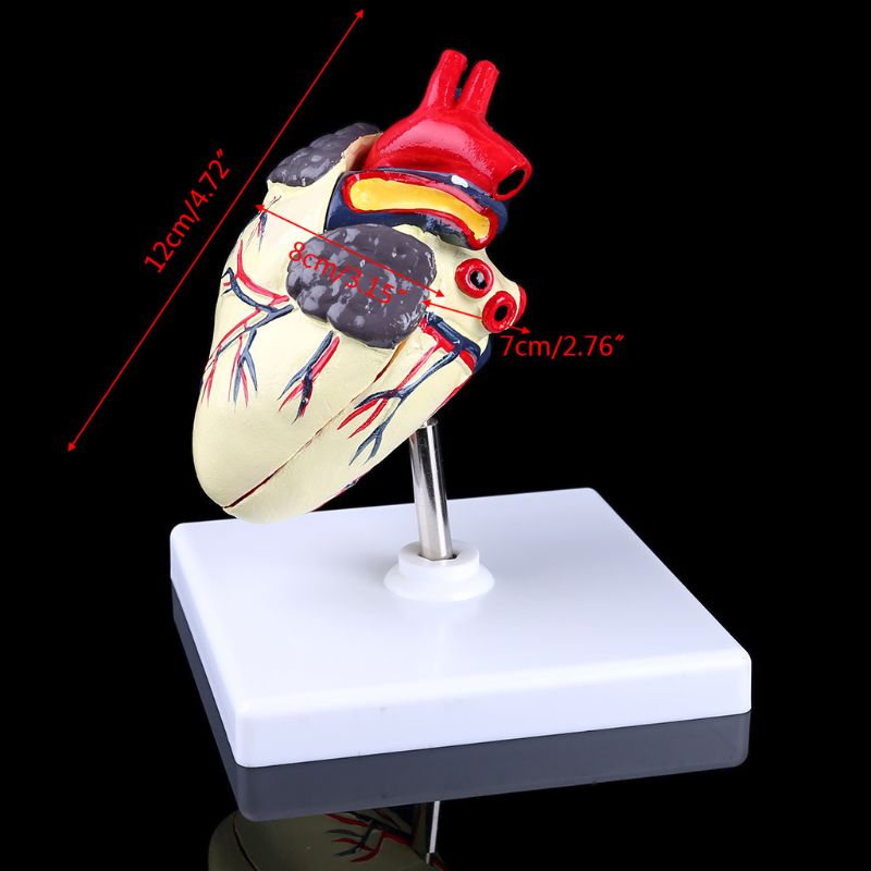 Anatomía del corazón canino| anatomico | Coyitosmx