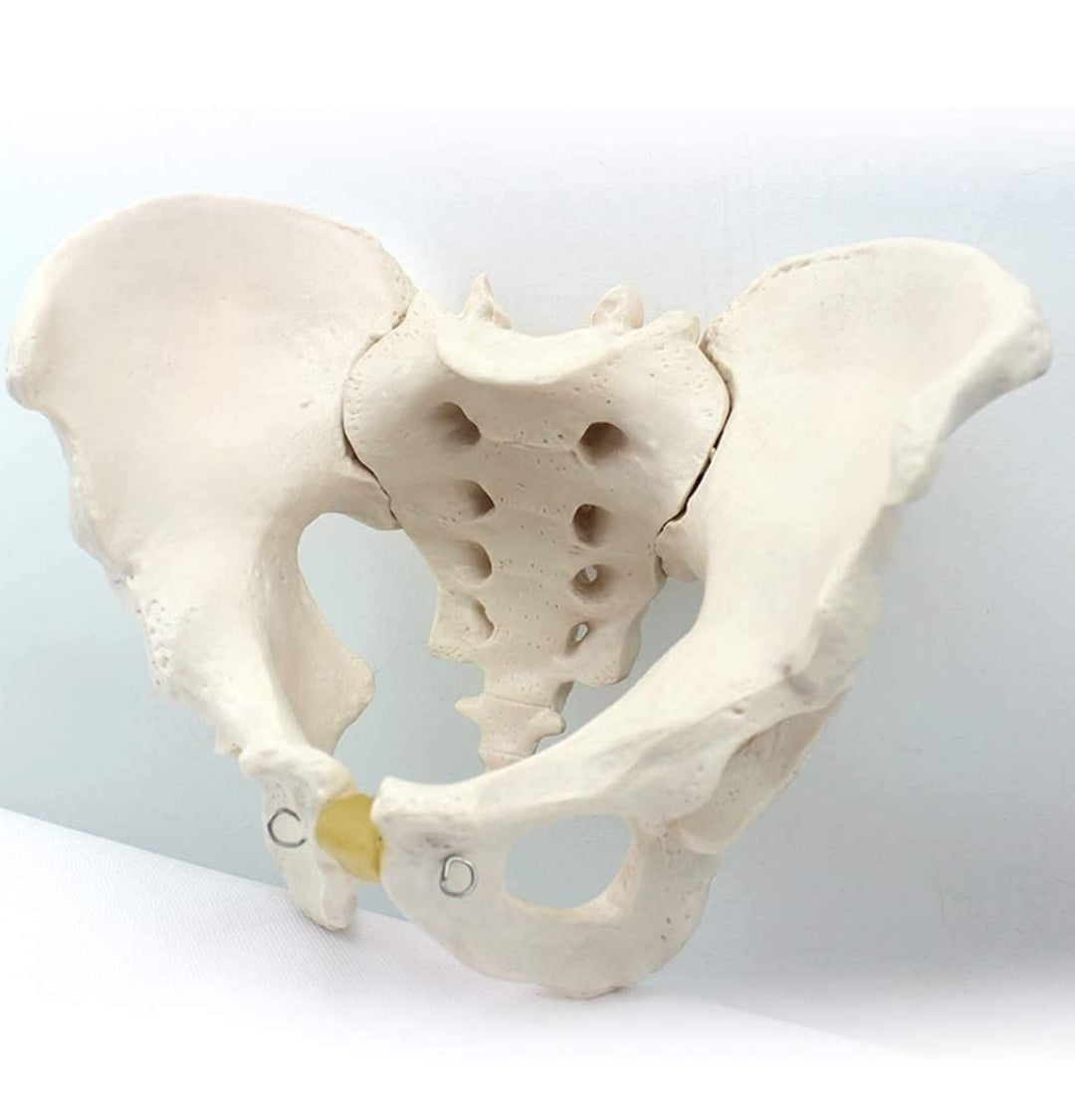 Modelo Anatomico de Pelvis Humana | Coyitosmx